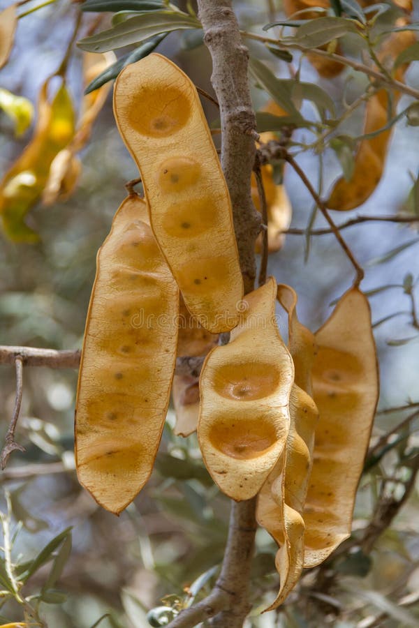 Yellow Bean Shells on Wild Plant Stock Image - Image of leaf, wild ...