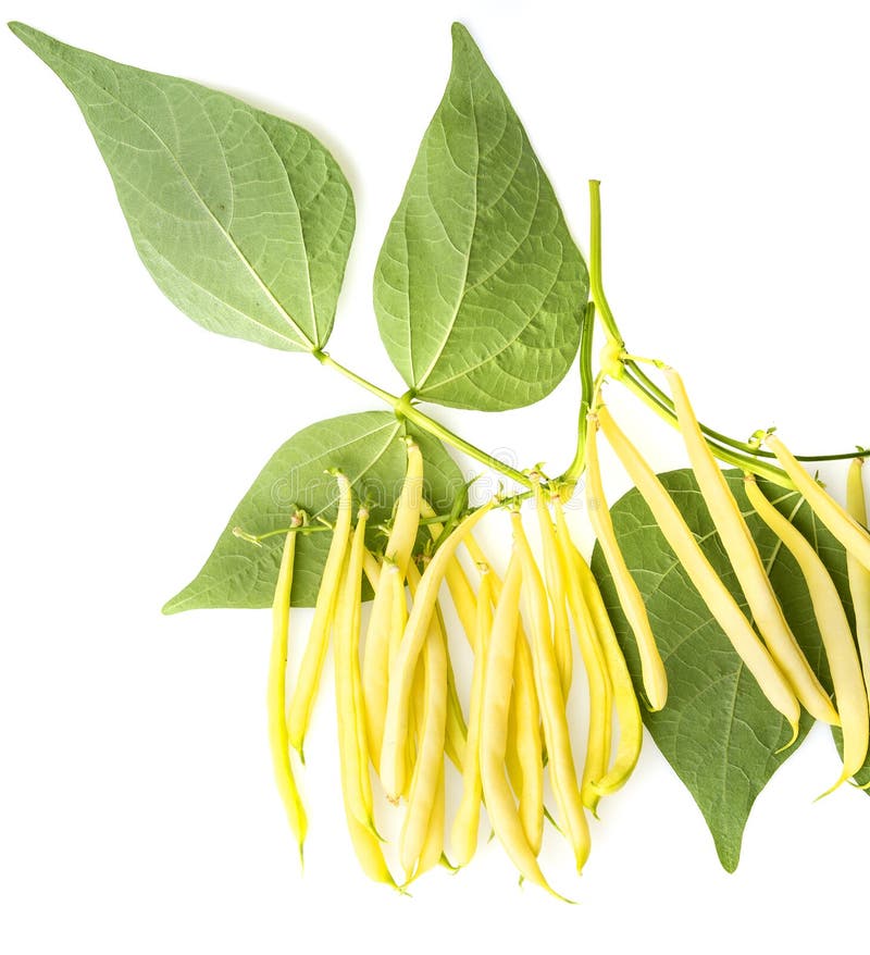 Yellow and Green Flower of Bhandari on White Background Stock Image ...