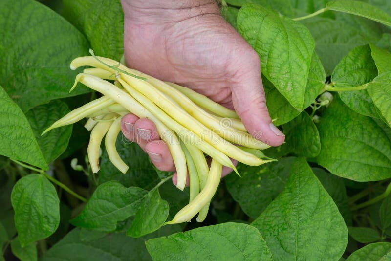 Yellow Beans stock image. Image of outside, fresh, home - 52307539