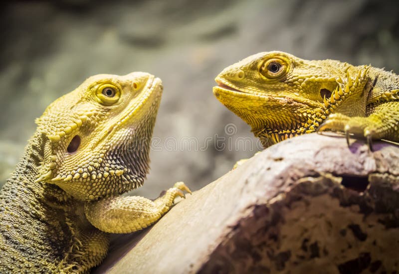 Bearded Dragons claw stock photo. Image of animal, primal - 4306730