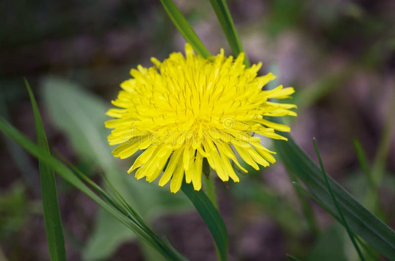 Yellow Beautiful Dandelion in the Field Stock Image - Image of meadow ...