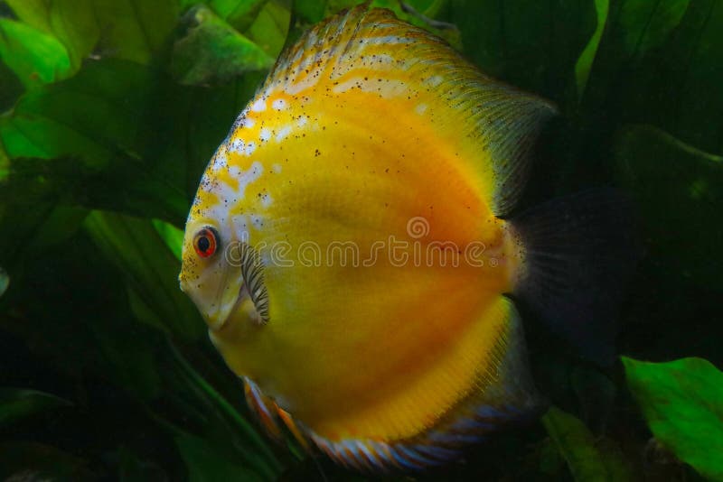 Yellow Beautiful Fish Swims in the Water. Underwater World. Stock Photo ...
