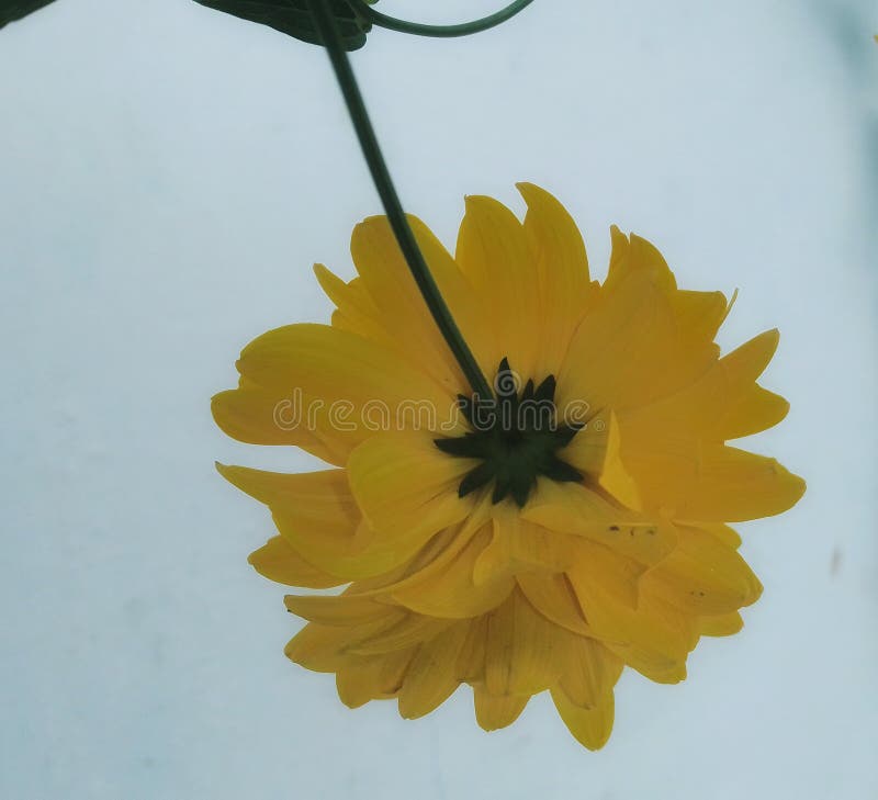 Yellow Beautiful Flower Close Up To Back Side Stock Image - Image of ...