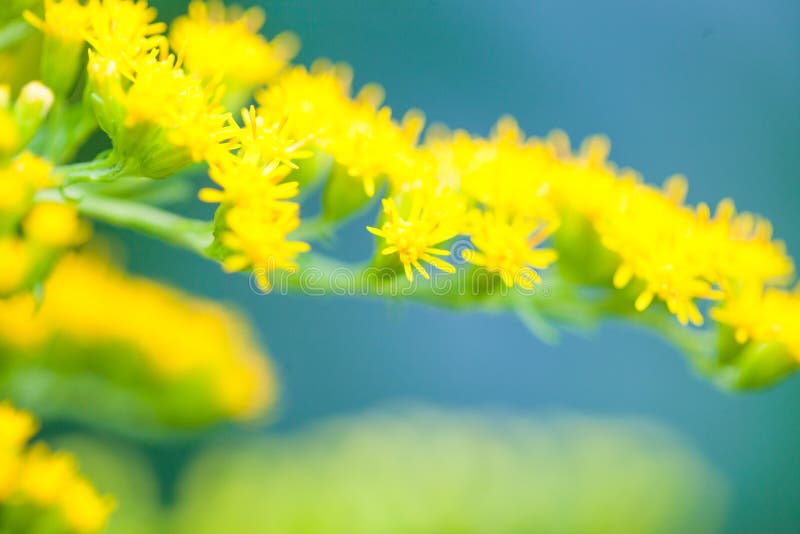 Yellow Beautiful Flower on a Green Grass Background. Hello Stock Image ...