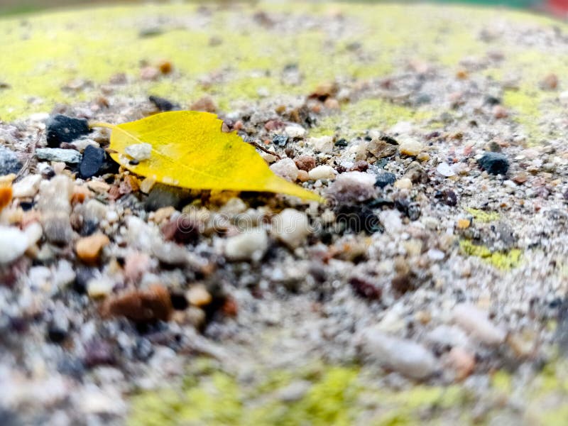 A Yellow Beautiful Sad Lonely Leaf Stock Photo - Image of nature ...