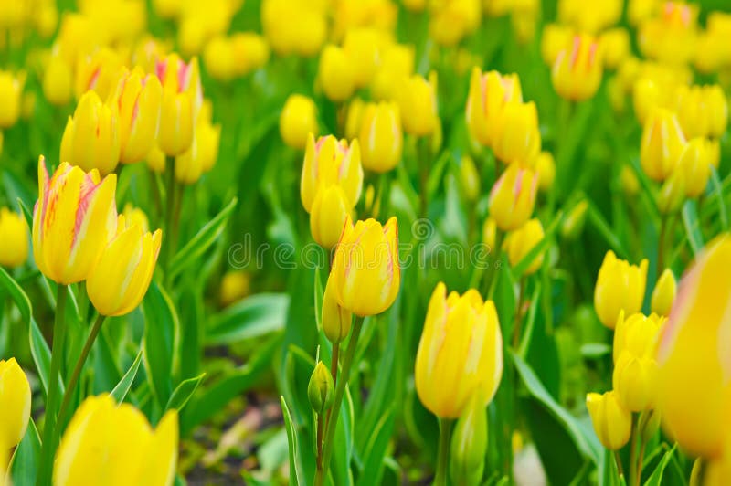 Yellow beautiful tulips stock image. Image of plant, horizontal - 22769297