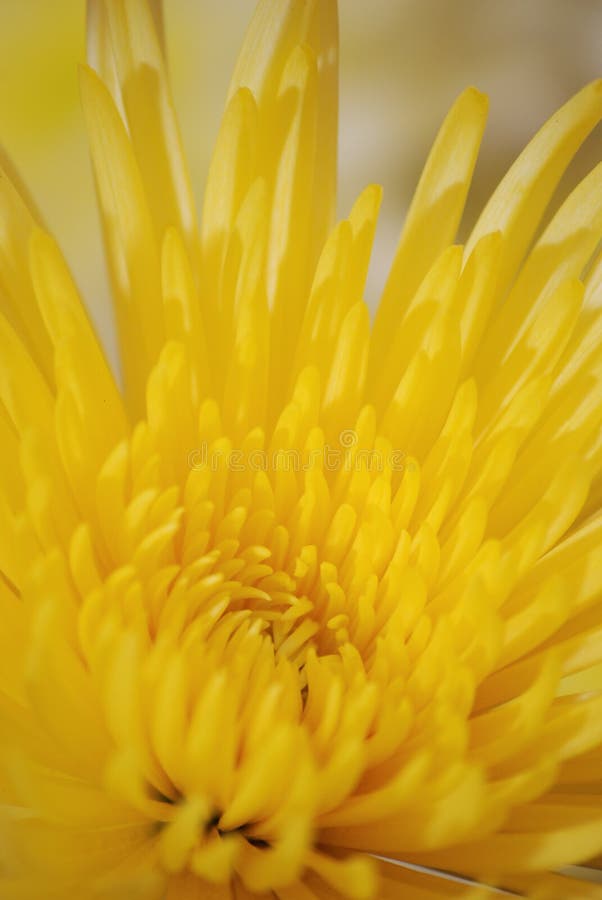 Yellow beauty stock photo. Image of alive, petal, flower - 10900388