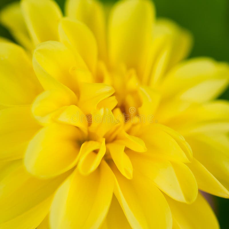 Yellow Beauty stock photo. Image of dahlia, square, macro - 28150526