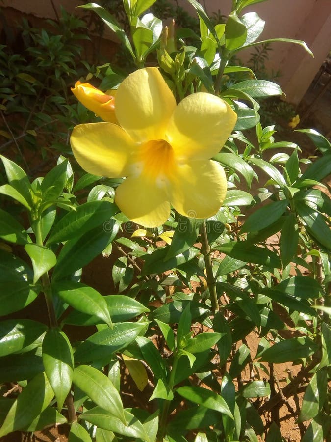 Yellow Beauty of Nature with Blur Background Stock Image - Image of ...