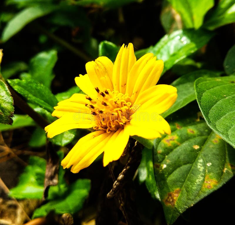 Yellow Beauty of Nature with Blur Background Stock Image - Image of ...