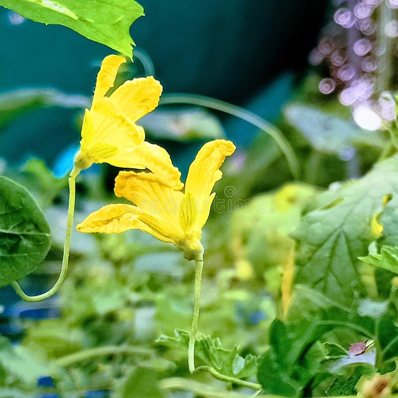 Yellow Beauty of Nature with Blur Background Stock Image - Image of ...