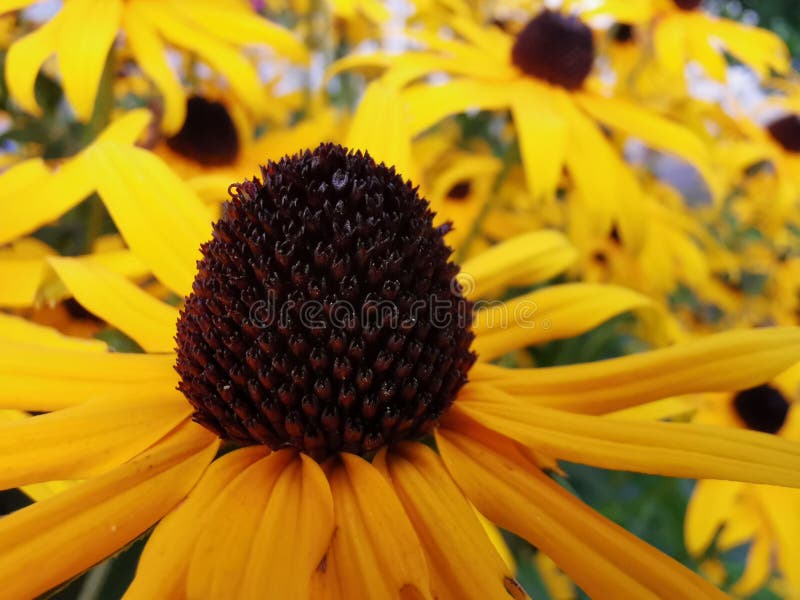 Yellow Beauty of Nature with Blur Background Stock Image - Image of ...