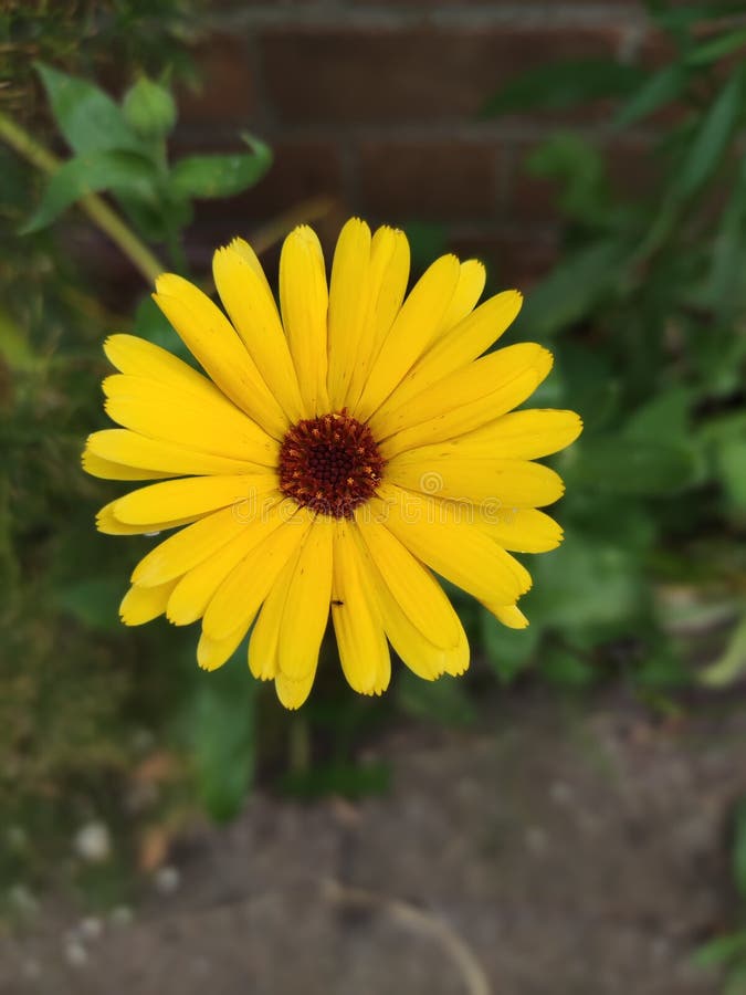 Yellow beauty wildflower stock photo. Image of plant - 227408220