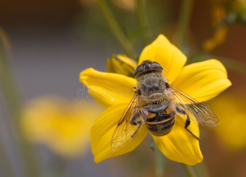 Yellow and bee stock image. Image of grass, little, isolated - 2691161
