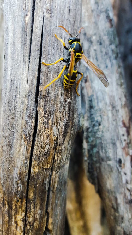Yellow bee stock photo. Image of small, beautiful, dangerous - 90019320