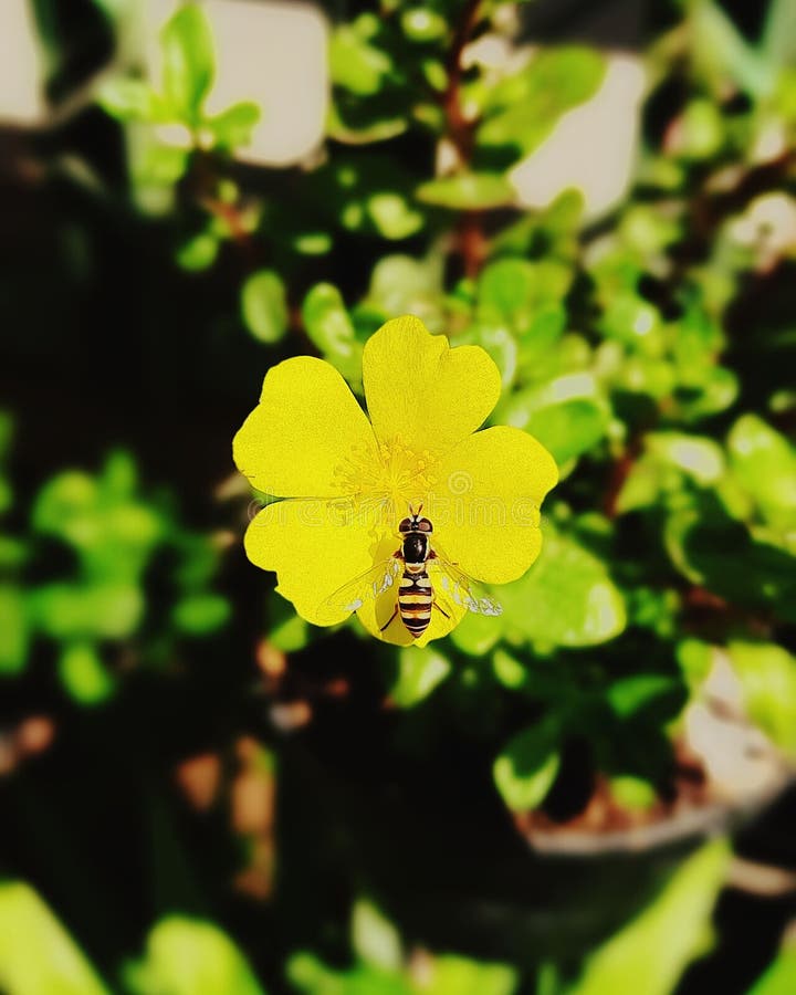 Yellow Bee on Blooming Yellow Flower Stock Image - Image of branch ...