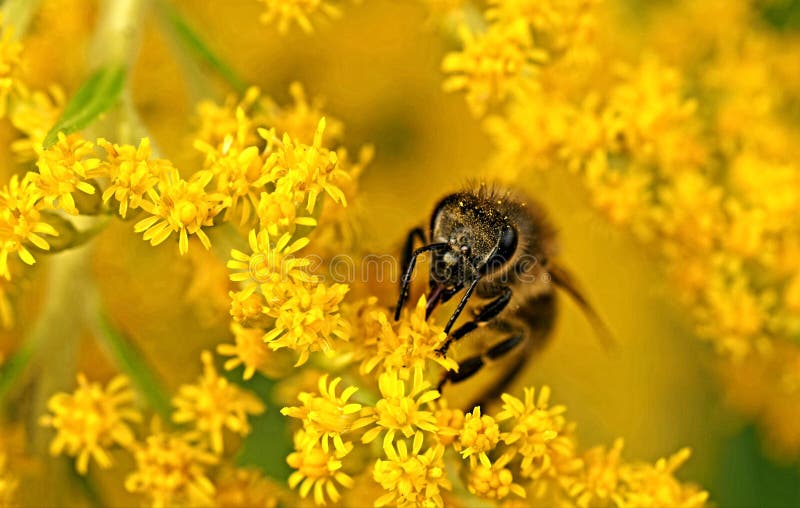 Yellow bee dinner stock image. Image of honeybee, yellow - 194761947