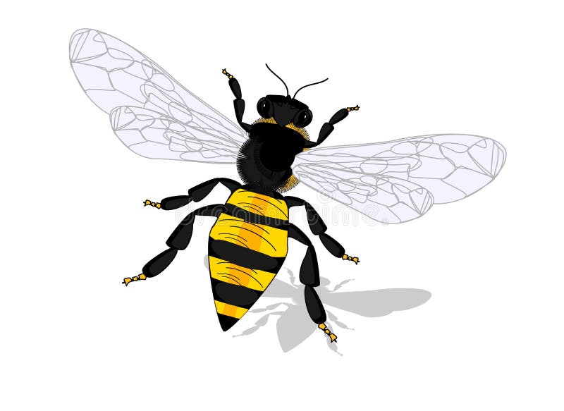 Shadow Bumblebee Stock Illustrations – 320 Shadow Bumblebee Stock ...