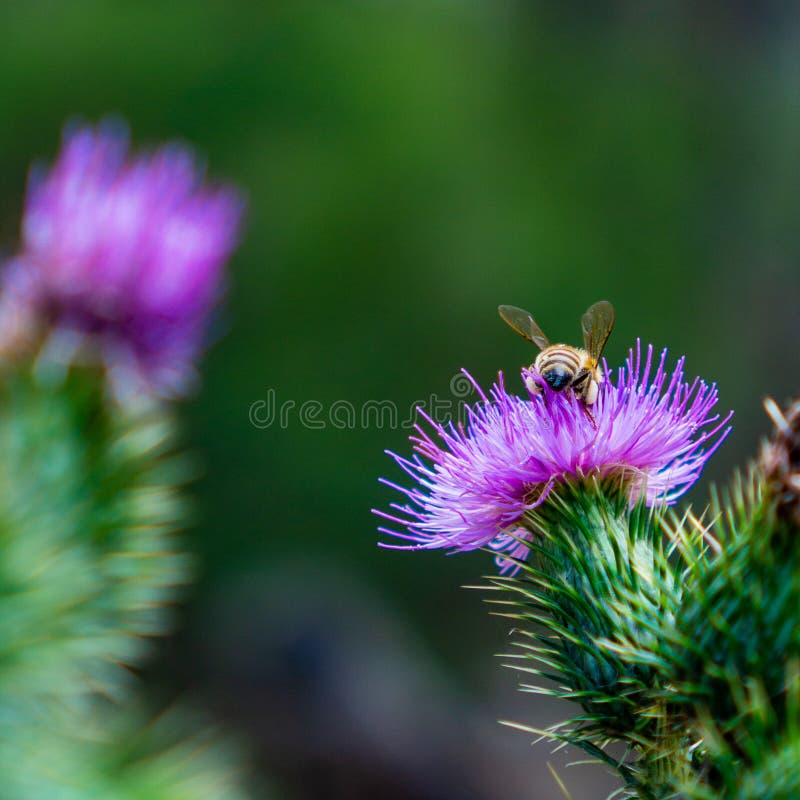 Yellow Bee Pollinating Purple Flower Stock Photo - Image of pollinator ...