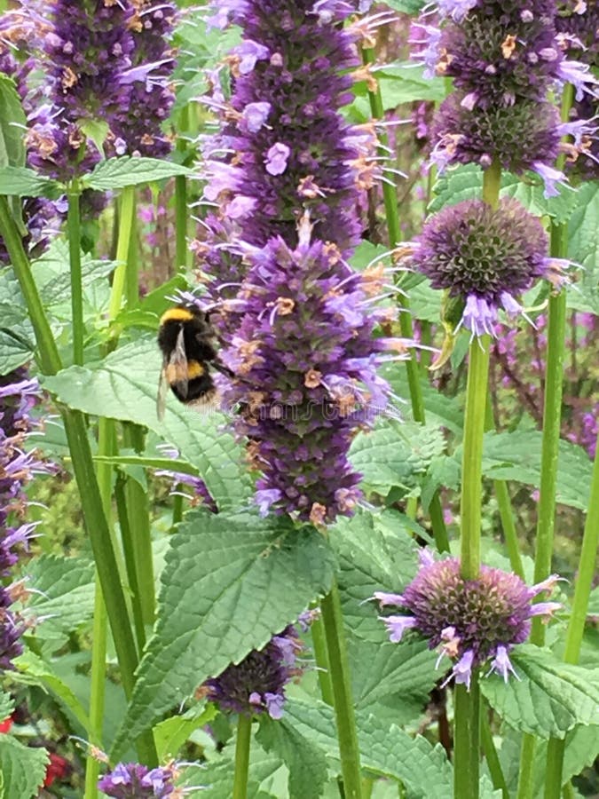 Yellow bee on purple stock image. Image of purple, gardens - 97814519