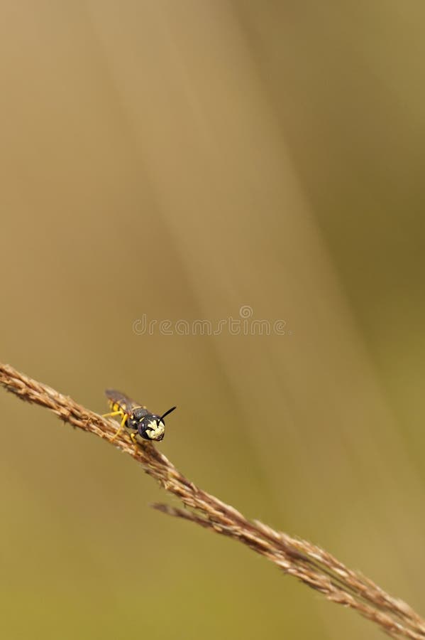 Yellow Bee Resting on Plant Stock Photo - Image of nature, insect: 80580086
