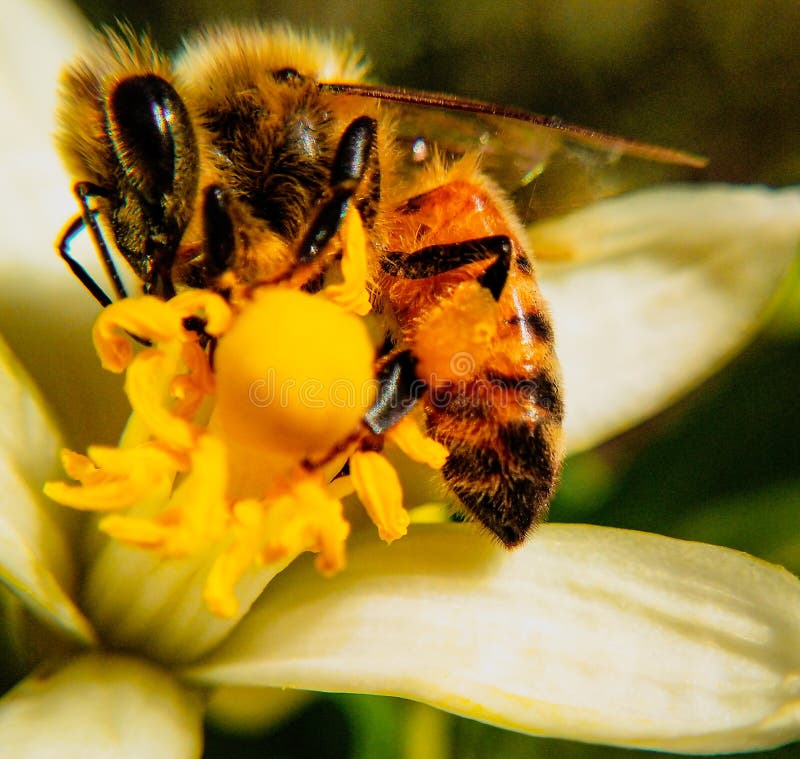 Yellow Bee Wildflower Insect Micro Shots Stock Photo - Image of ...