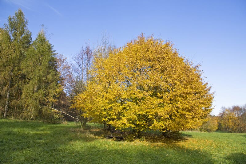 Yellow beech stock image. Image of scene, foliage, copse - 34540253