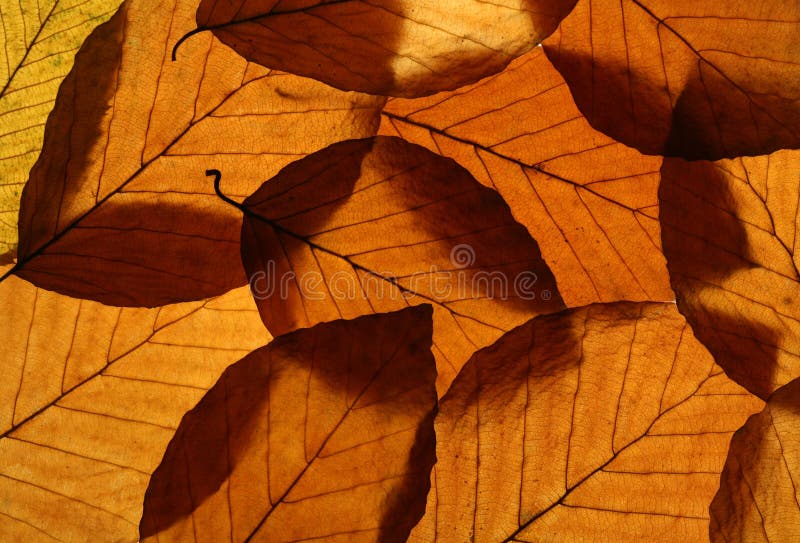 Yellow Beech Leaves Texture Stock Image - Image of herbarium, beech ...