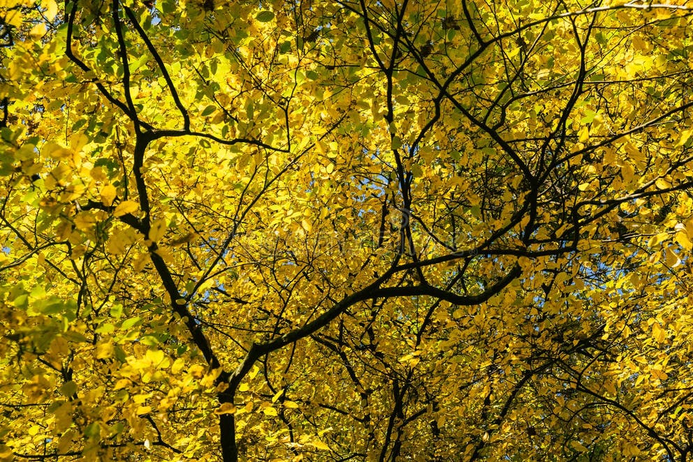Beech tree at fall. stock image. Image of outdoor, autumn - 98572771