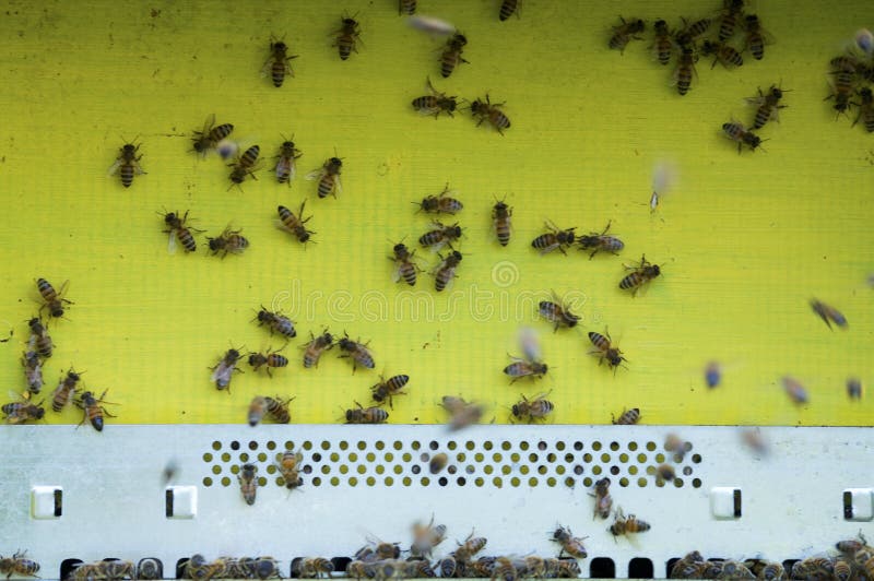 Yellow Beehive Entrance with Bees Flying Around Stock Image - Image of ...