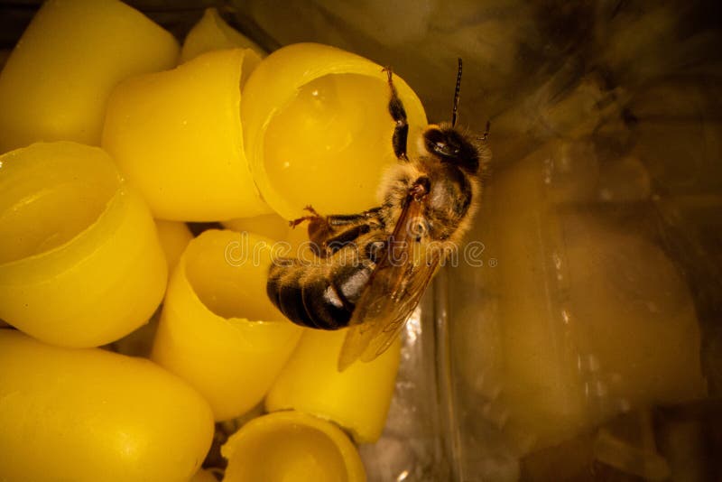 Yellow Beeswax for Hatching Bees with a Bee in the Frame. Details of ...