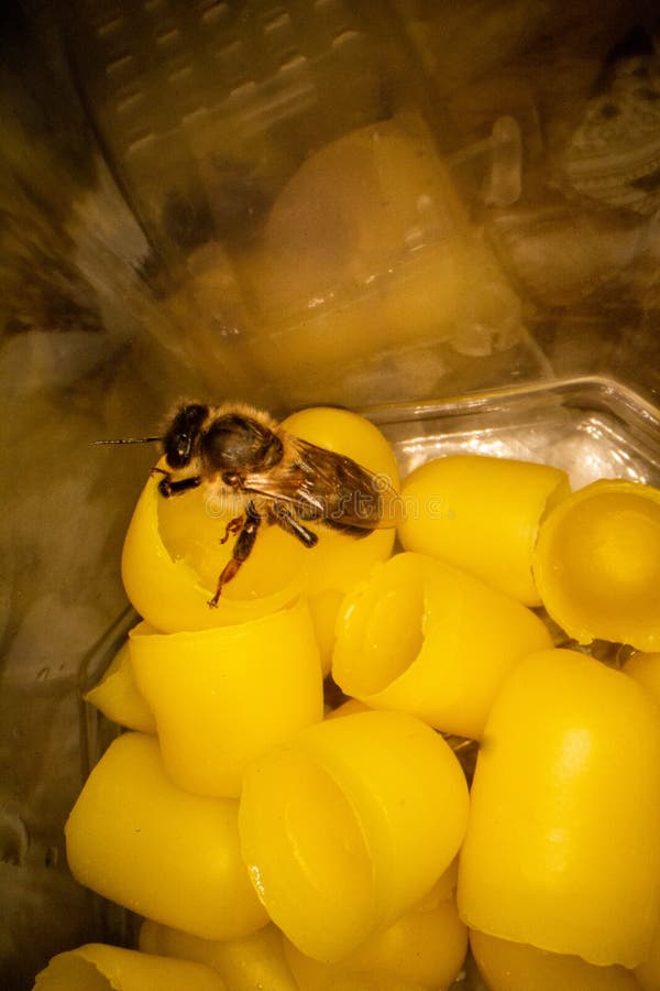 Yellow Beeswax for Hatching Bees with a Bee in the Frame. Details of ...