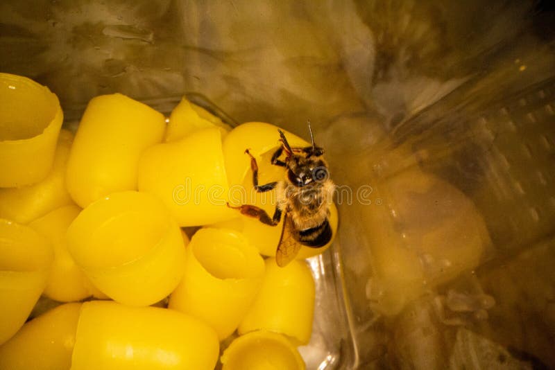 Yellow Beeswax for Hatching Bees with a Bee in the Frame. Details of ...