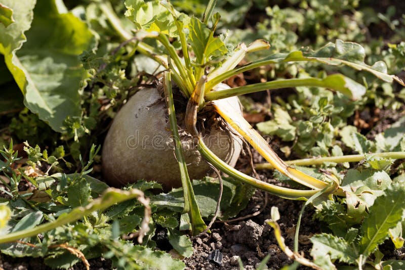 Yellow Beet Beta Vulgaris in a Field Stock Photo - Image of green ...