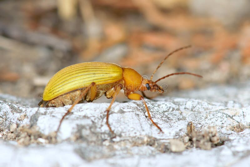Yellow beetle stock photo. Image of kaefer, oldtimer, yellow - 3141700