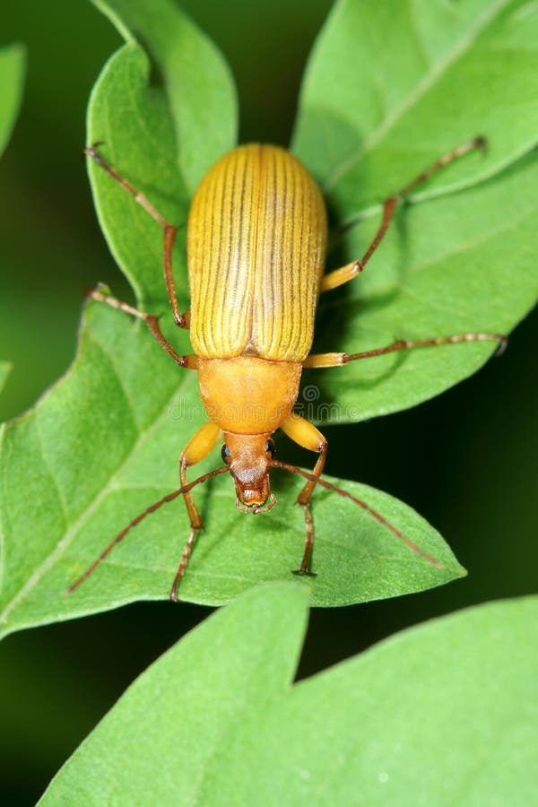 Yellow beetle stock image. Image of macro, closeup, animal - 25546321