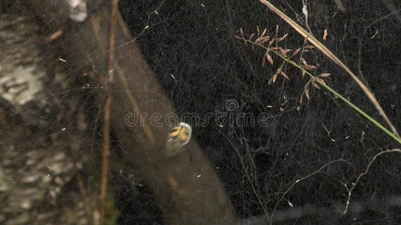 Yellow Beetle Walk through Cobweb Spider Web Stock Footage - Video of ...