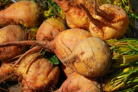 Yellow Beets stock photo. Image of nature, sunlight, farm - 8518128