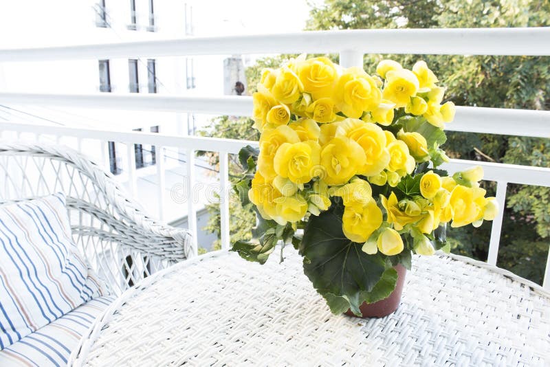 Yellow Begonia Potted on Terrace Stock Image - Image of pillow, spring ...