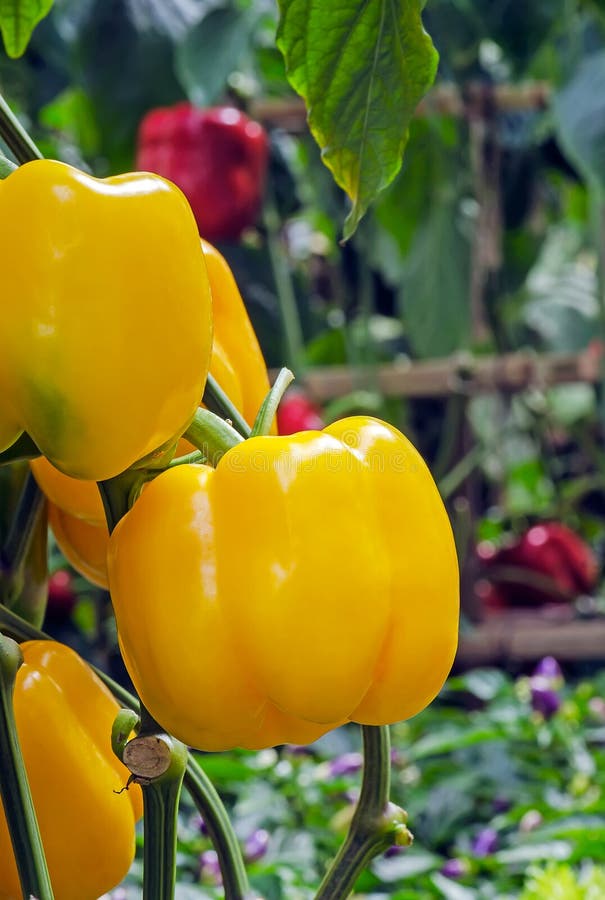 Yellow bell pepper stock image. Image of peppers, colored - 64103677