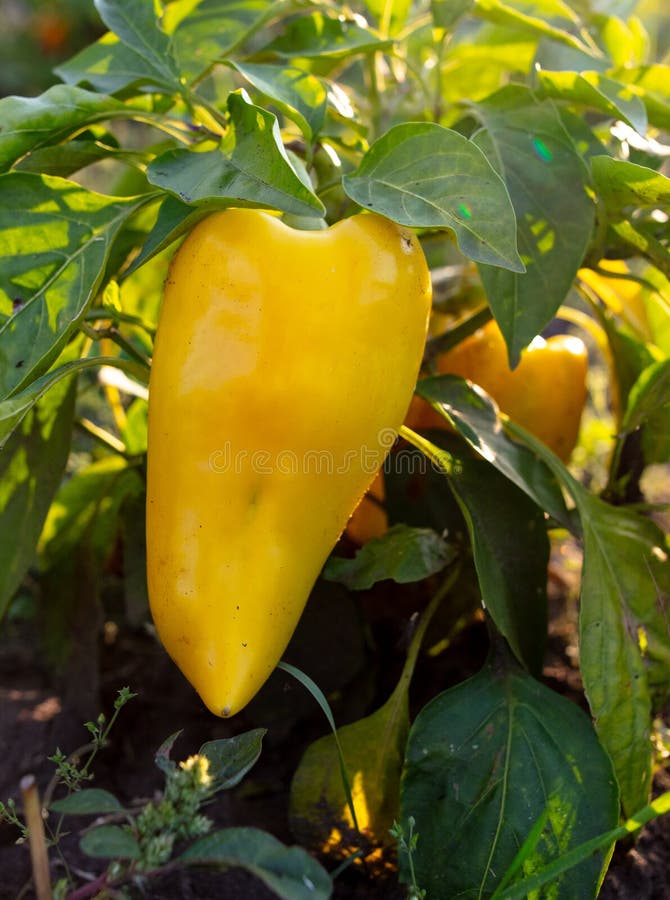Yellow Bell Pepper Growing in the Garden Stock Photo - Image of pepper ...
