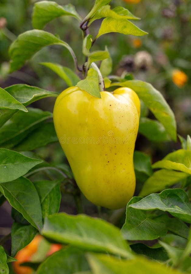 Yellow Bell Pepper Growing in the Garden Stock Image - Image of eating ...