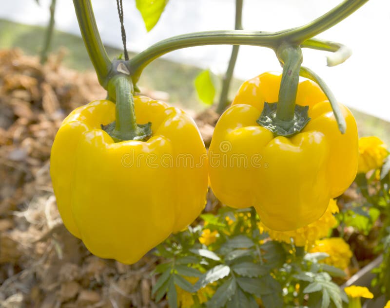 Yellow Bell Pepper on the Pepper Tree. Stock Image - Image of tree ...