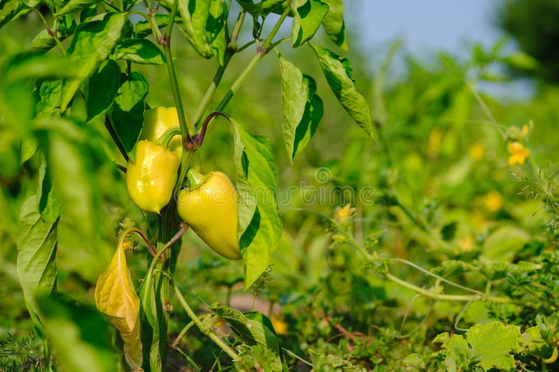Yellow Bell Pepper on the Pepper Tree, Sweet Pepper Download Stock ...