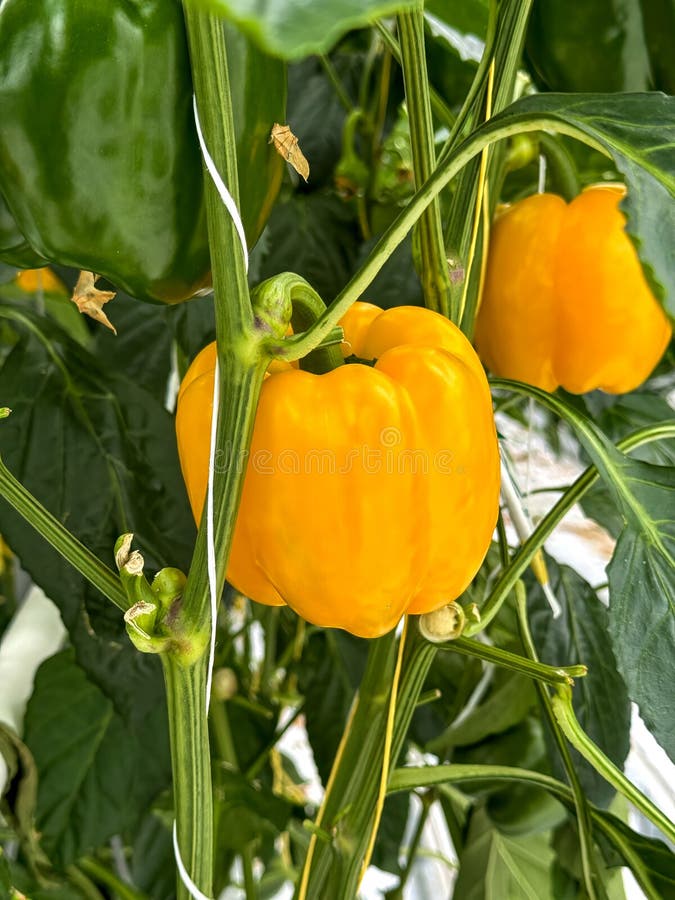 Yellow Bell Peppers on the Bush Stock Photo - Image of color, capsicum ...