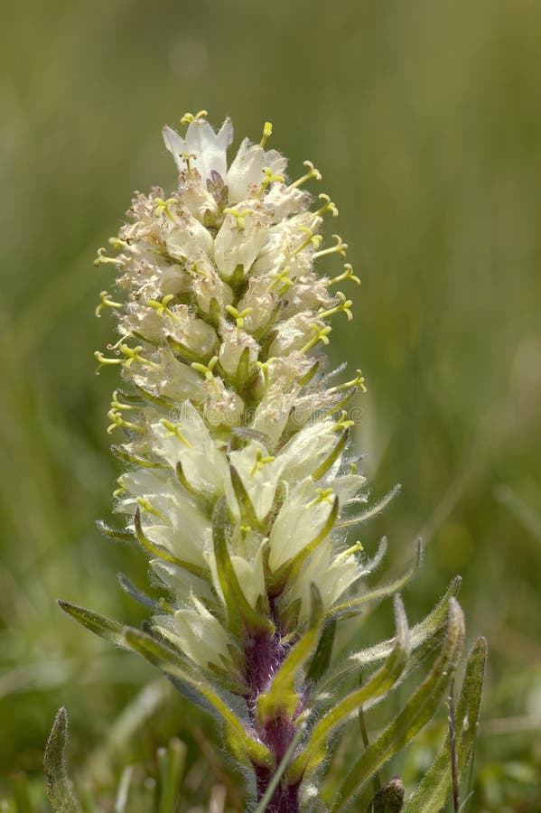 Yellow Bellflower stock photo. Image of bellflower, vertical - 186614640