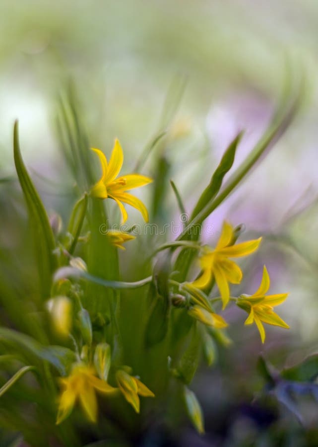Yellow Bellflower Campanula Thyrsoides, Pale Yellow Flowering Plant ...