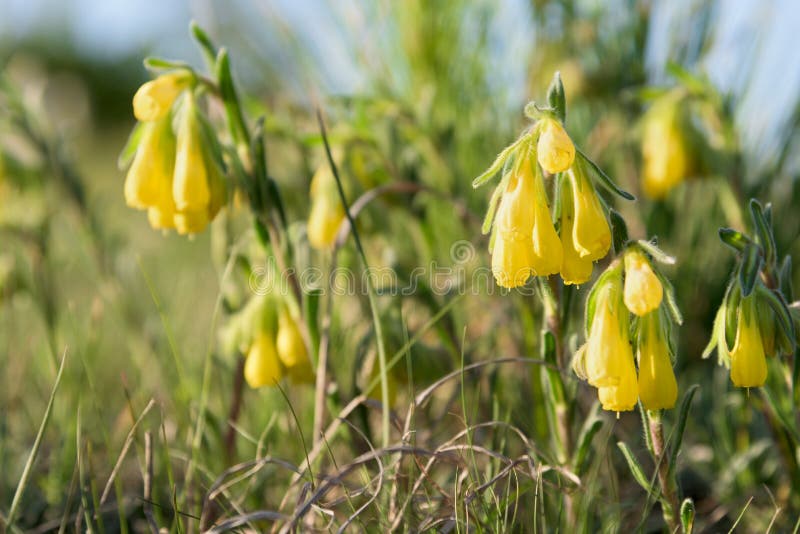 Yellow Bellflowers in Field Closeup Stock Image - Image of bright ...