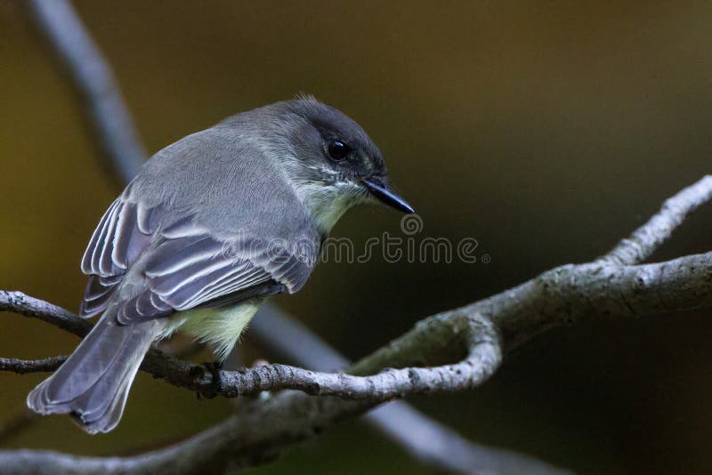 Yellow-bellied flycatcher stock image. Image of grey - 60998831