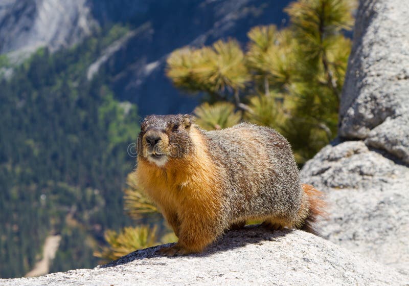 Yellow bellied marmot stock photo. Image of mammal, bellied - 25098870